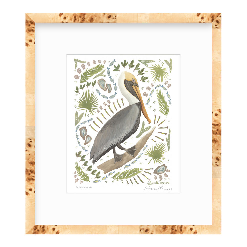 Brown Pelican – Litore Studio